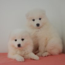 Achat Chien Samoyede Elevage Belgique