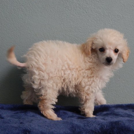 Waar kan ik een Poedel Toy pup kopen? – DogCatandCo