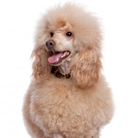 Pourquoi acheter un chiot Caniche Royal? - DogCatandCo