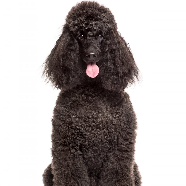 Waar vind ik Koningspoedel pups te koop? – DogCatandCo